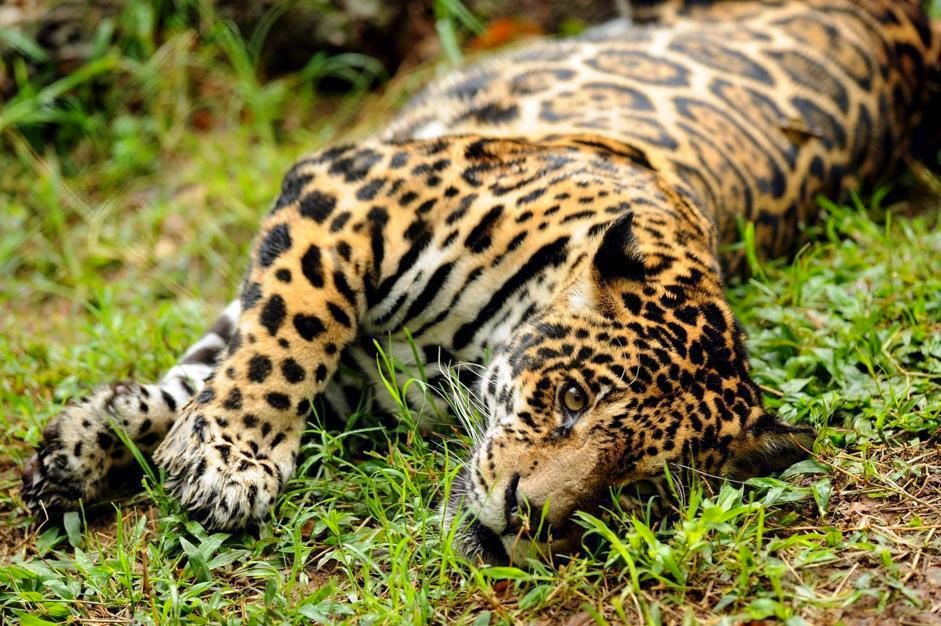 IlRegnodeiFossili: Il Giaguaro è il più grosso felino americano