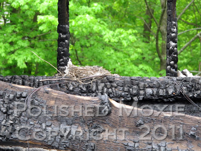 Frizzle Emu Bird in Paradise Behind Chicken Wire Card and Hungry Mouths ...