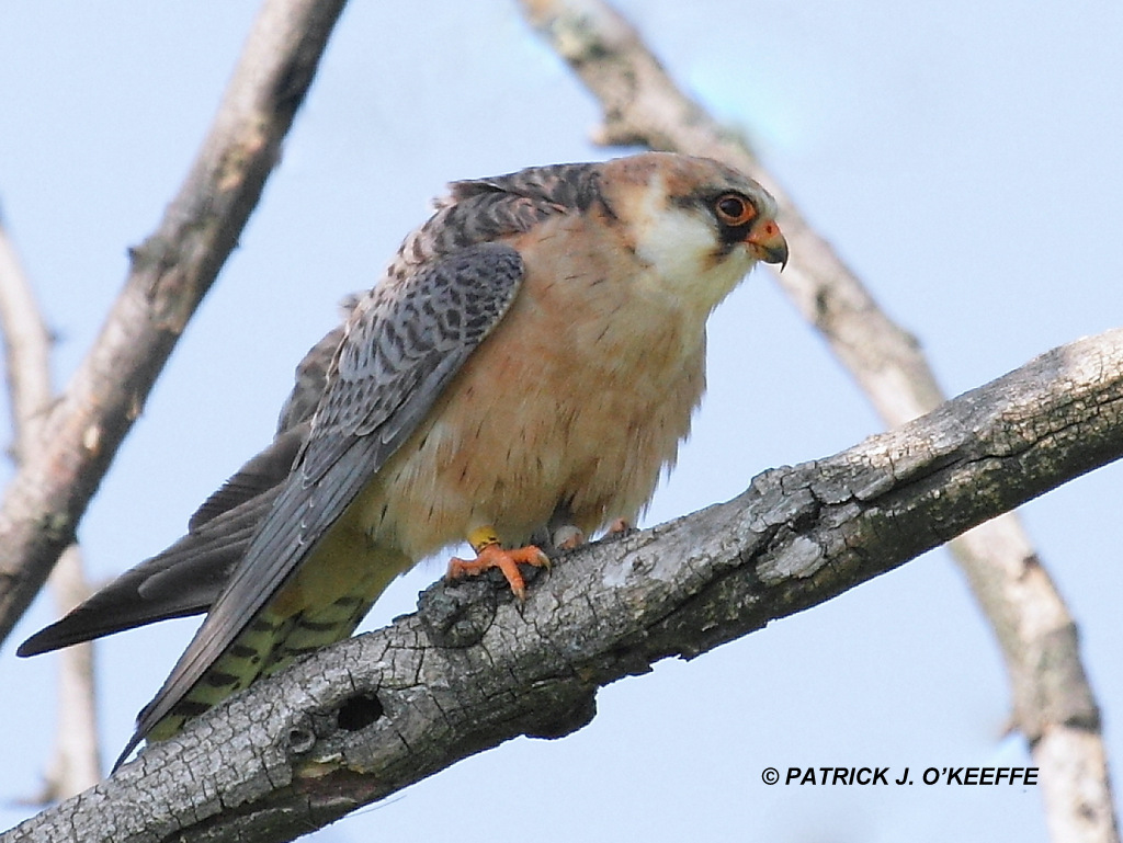 Raw Birds: bird of prey