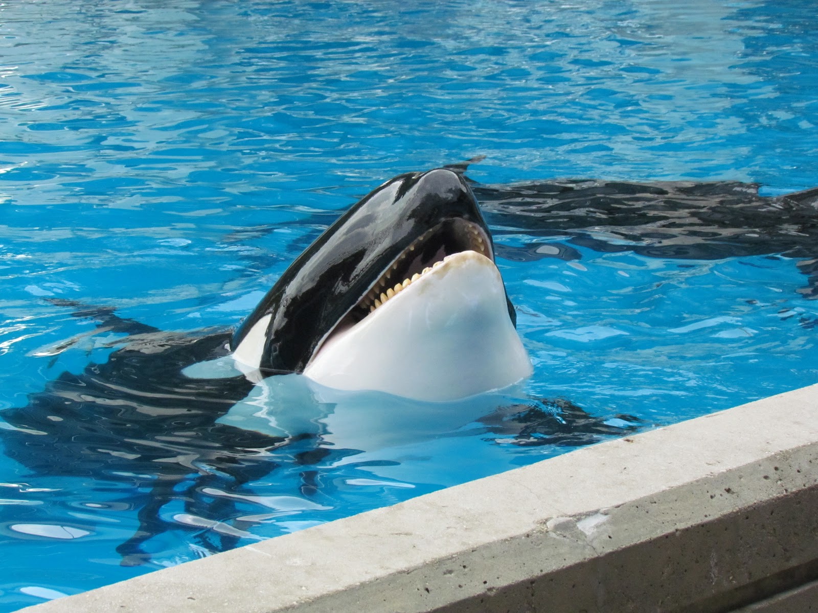 The Nelsons: Sea World - Shamu