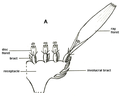 The Nature of Robertson: May 2012