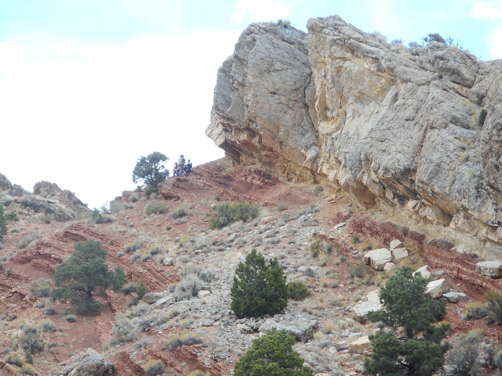 Ammonoidea: Early Triassic Red Beds