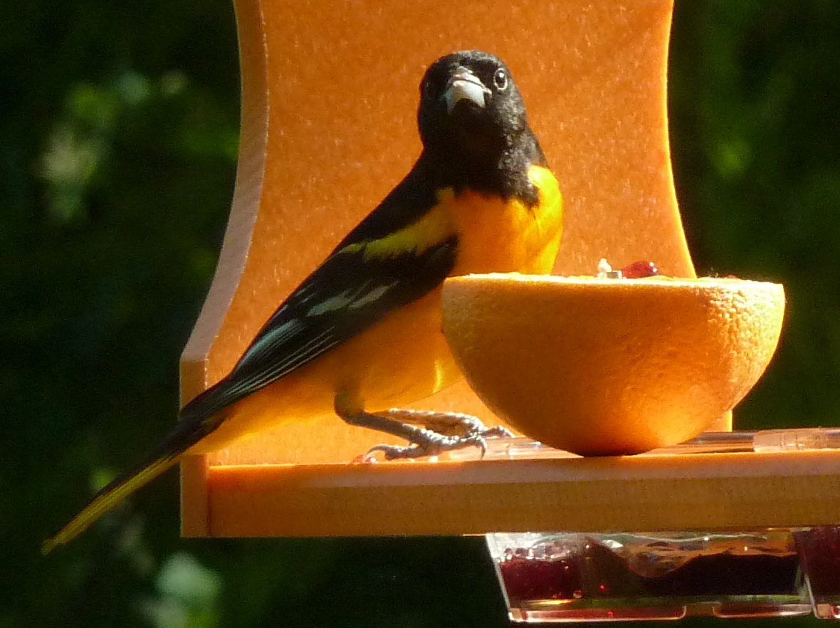 Penelopedia: Nature and Garden in Southern Minnesota: The King of ...