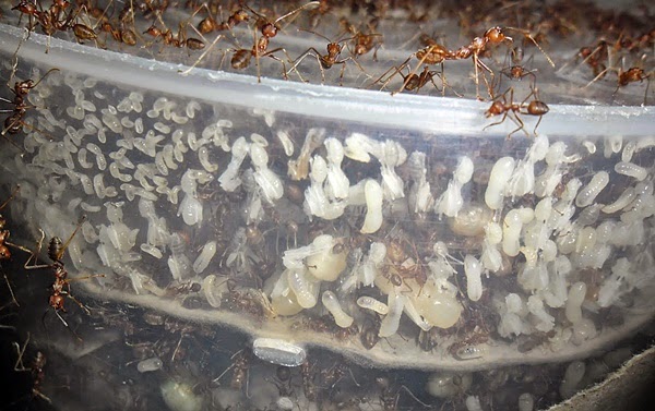 Panduan Budidaya Kroto (Semut rangrang) - BUDIDAYAKU