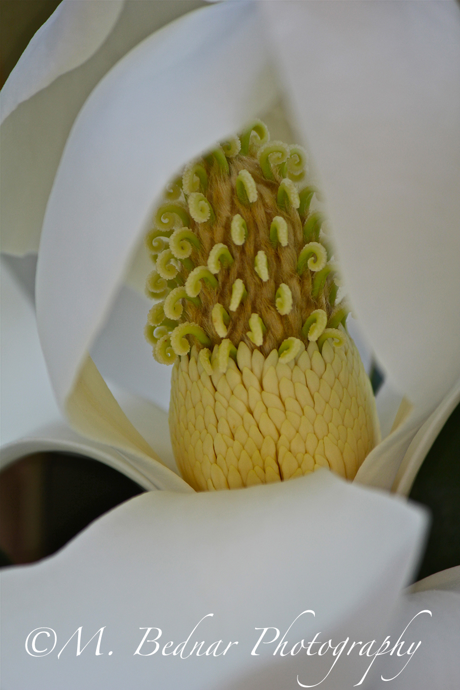 Of Verse, Poesy & Odes : "Beneath the Magnolia Tree", a poem