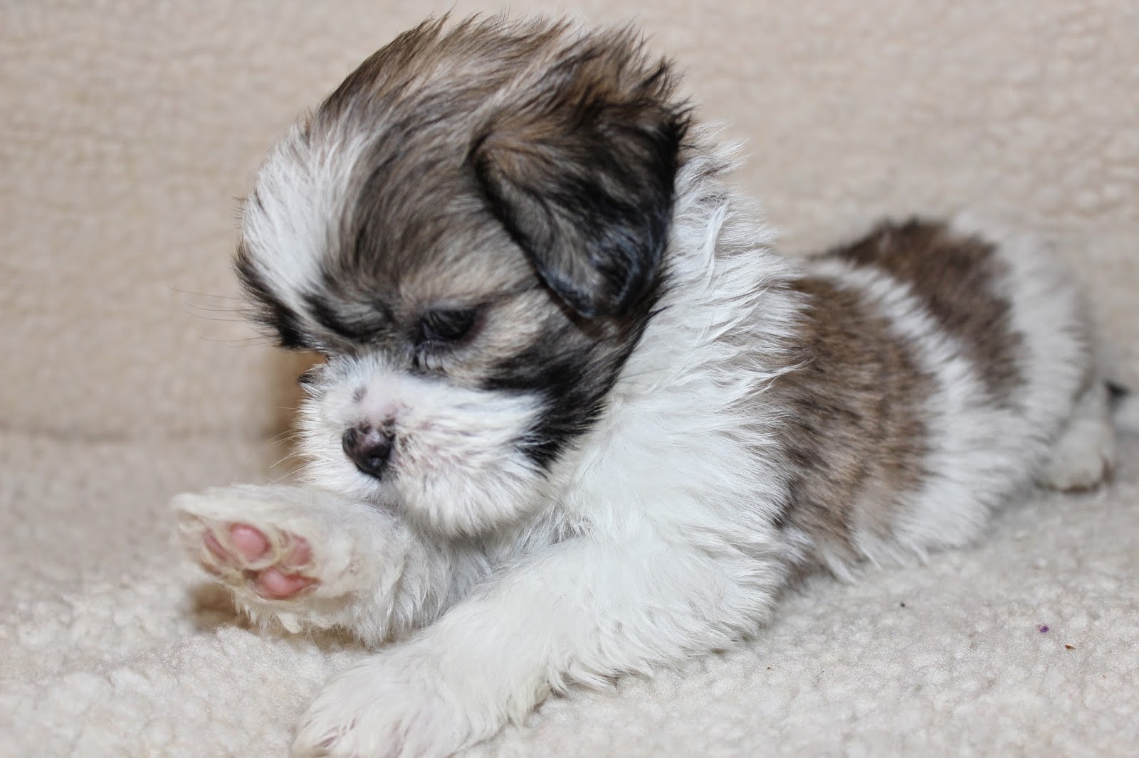 Lhasa Apso - Penny's Pups from birth to new homes: cute lhasa apso ...