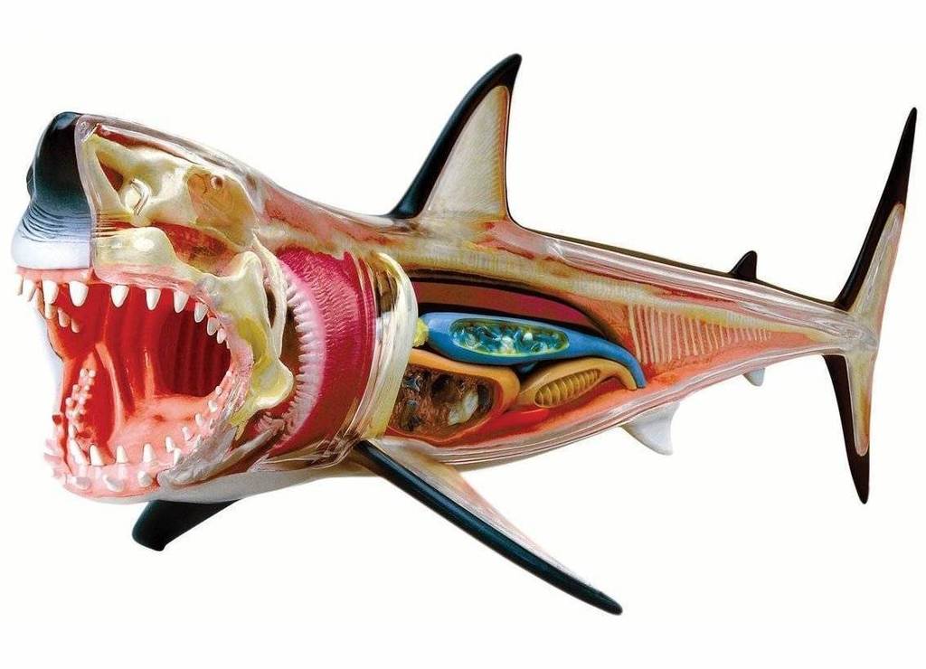 The great white shark / El gran tiburon blanco: infografia de la ...