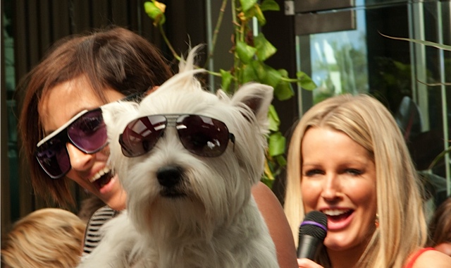 My Darling Darlinghurst: Across the Border: Potts Point: Lizzie Bay Dog ...