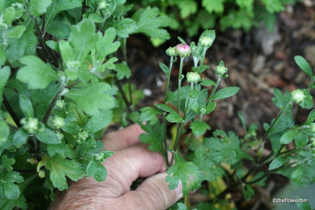 The Flower Bin: How to prune garden mums