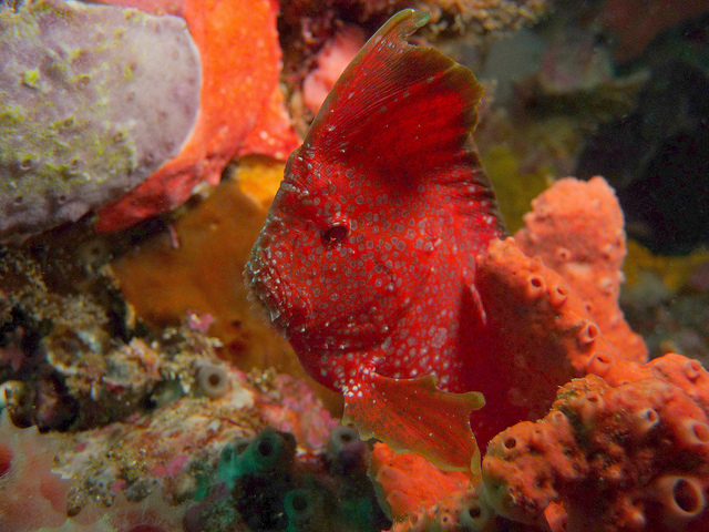 Australian Prowfish - Fishes
