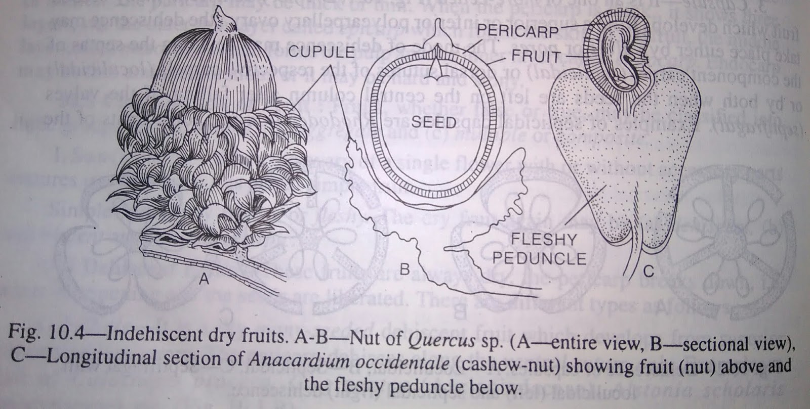 Indehiscent fruits-digieduco