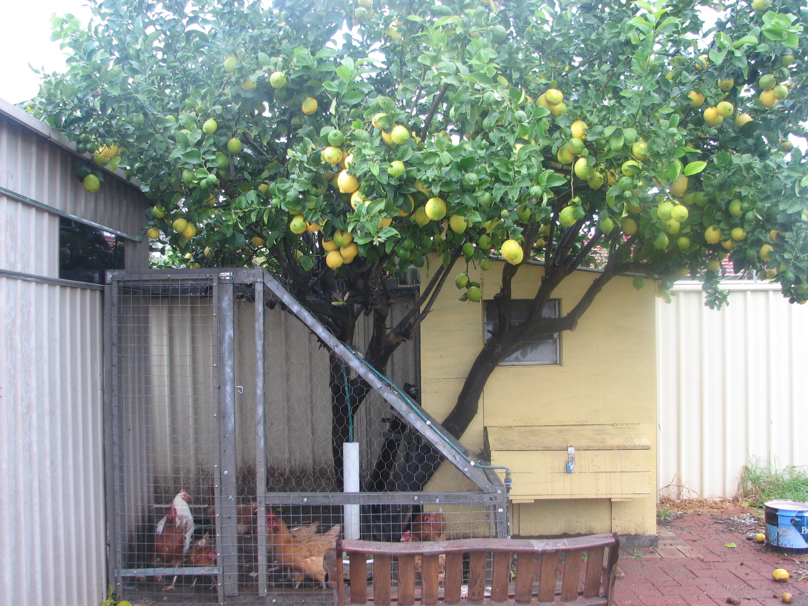 FOOD PRESERVING: Canning Inspiration: Lemons