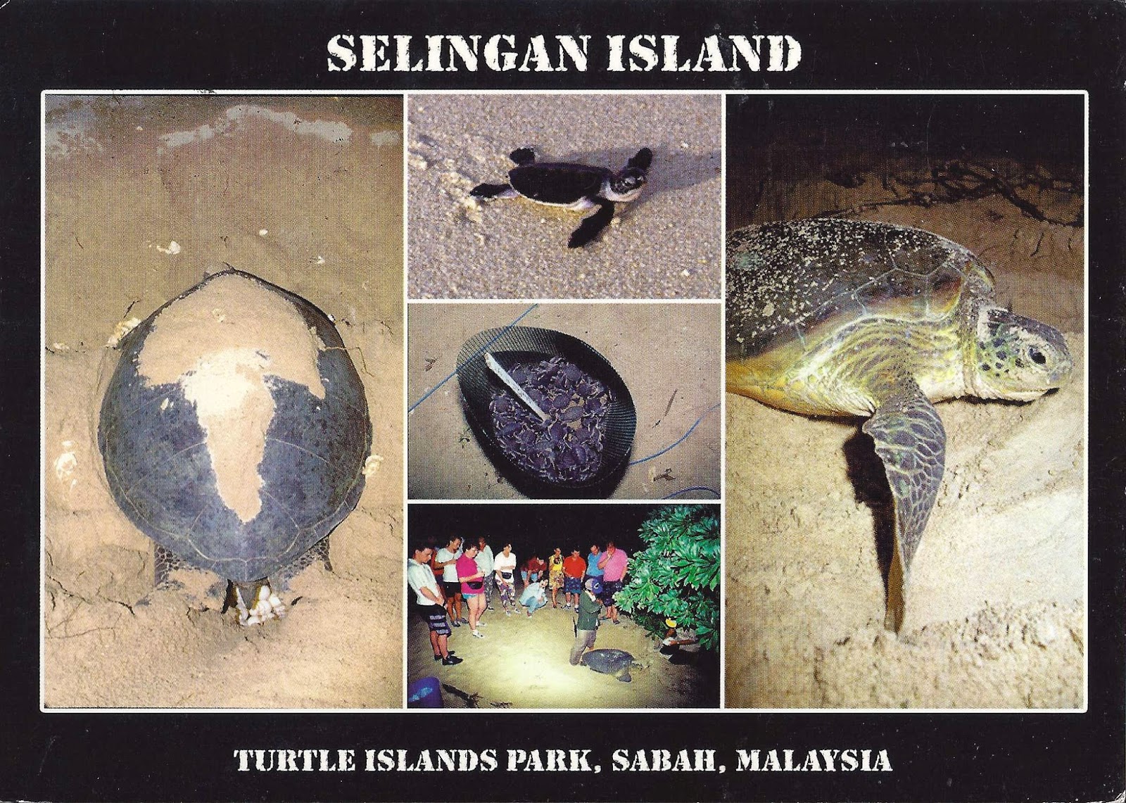 A Journey of Postcards: Selingan Turtle Island | Malaysia