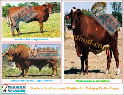 Sapi Shorthorn - Tahu Bakso Danar Food