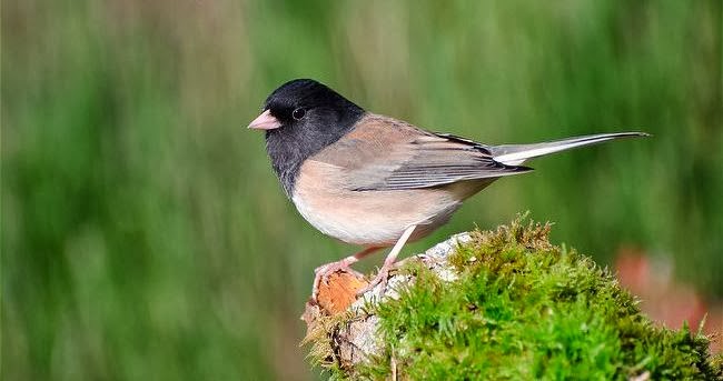 Any One 1-6: Junco Birds HD Wallpapers
