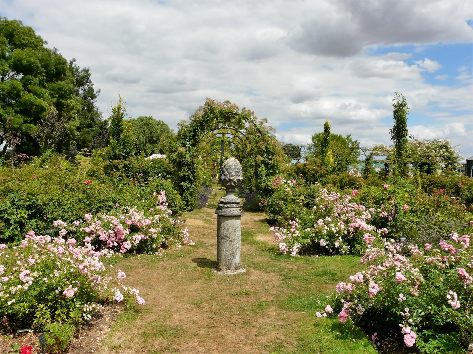 Cindy's Snaps: Peter Beales Roses, Attleborough