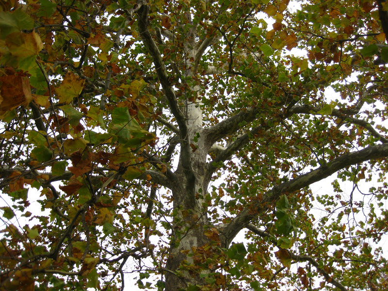 Indiana Country: Sycamore Tree in Autumn