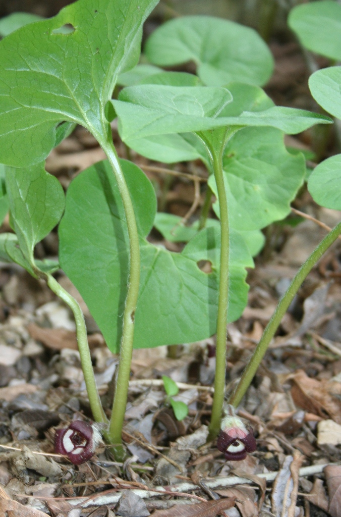 Our Garden Journal: The Wild Gingers