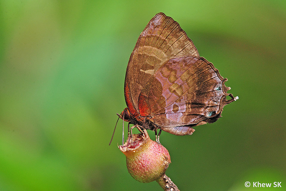 Butterflies of Singapore: Butterfly of the Month - February 2017