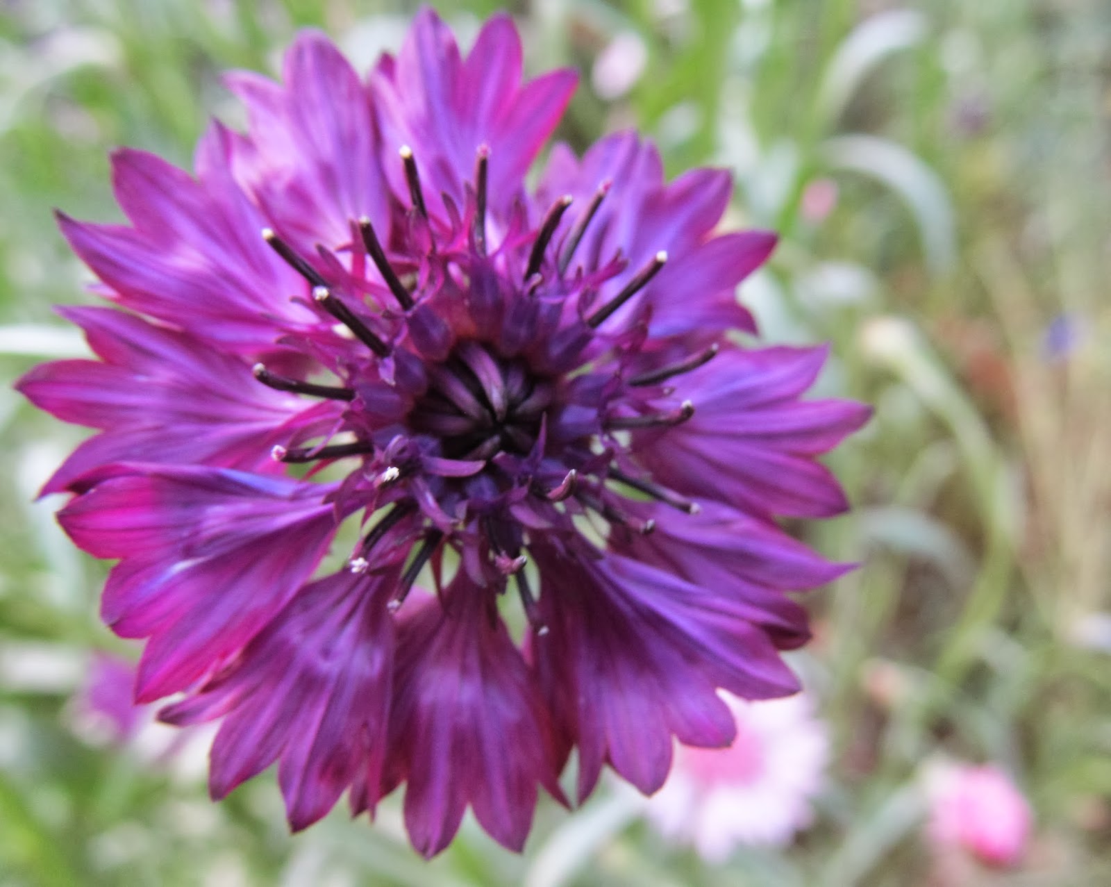 NATURAL & UNIQUE PHOTOGRAPHY: BACHELOR"S BUTTON FLOWER or CORN FLOWER ...