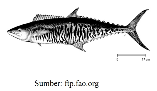 Si Praditio Anggoro: Ikan Tenggiri