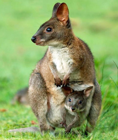 chippep: BIRDS AND ANIMALS