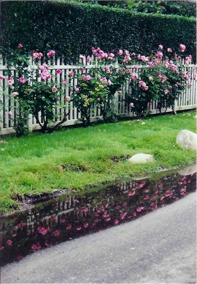 Rose Gardening World: SIMPLICITY