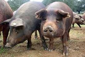 EL CERDO CRIOLLO EN MEXICO