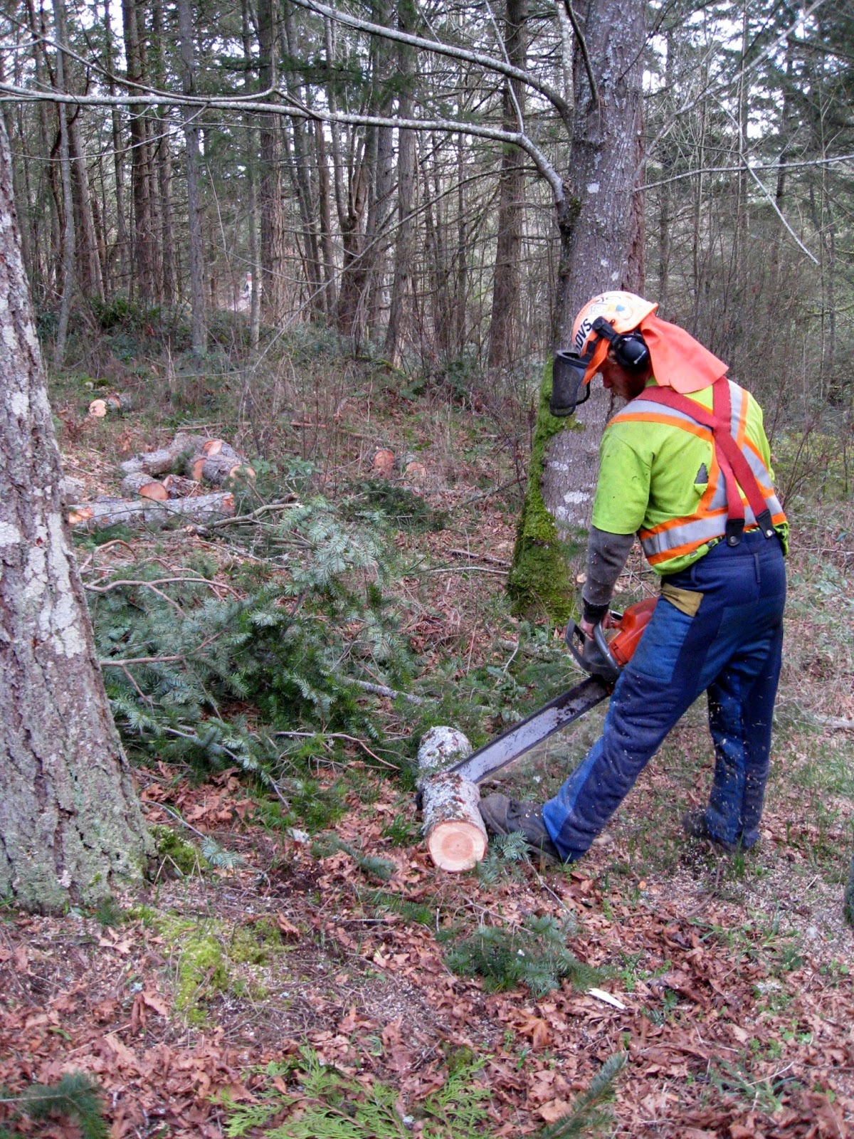 Lesley Turner: Cutting Down Trees - a Safety Issue