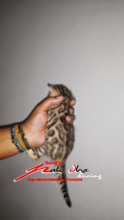peternak kucing bengal surabaya - jual kucing bengal