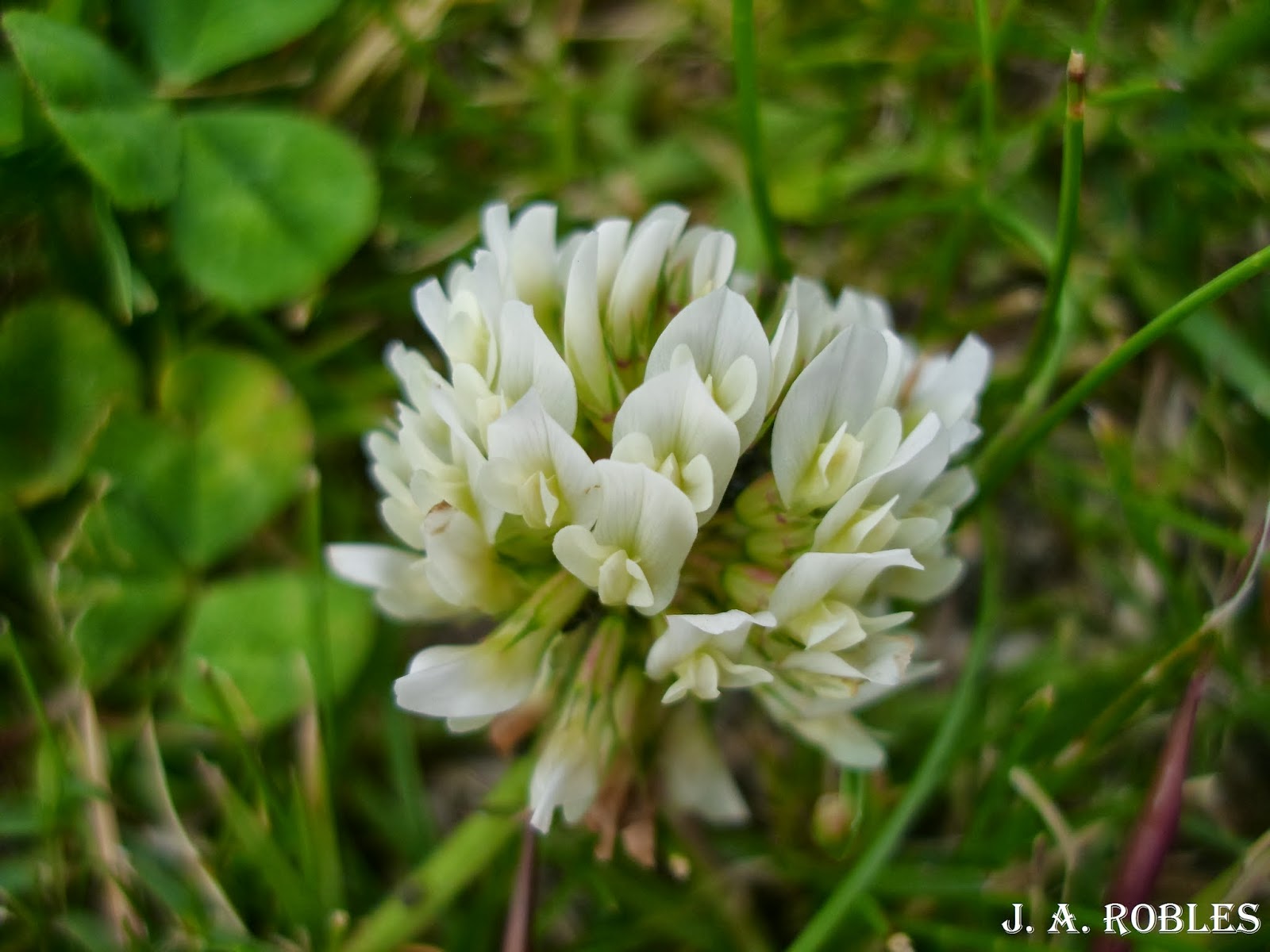Silencio verde, la vida...: Trifolium repens (Trebol blanco, trebol ...