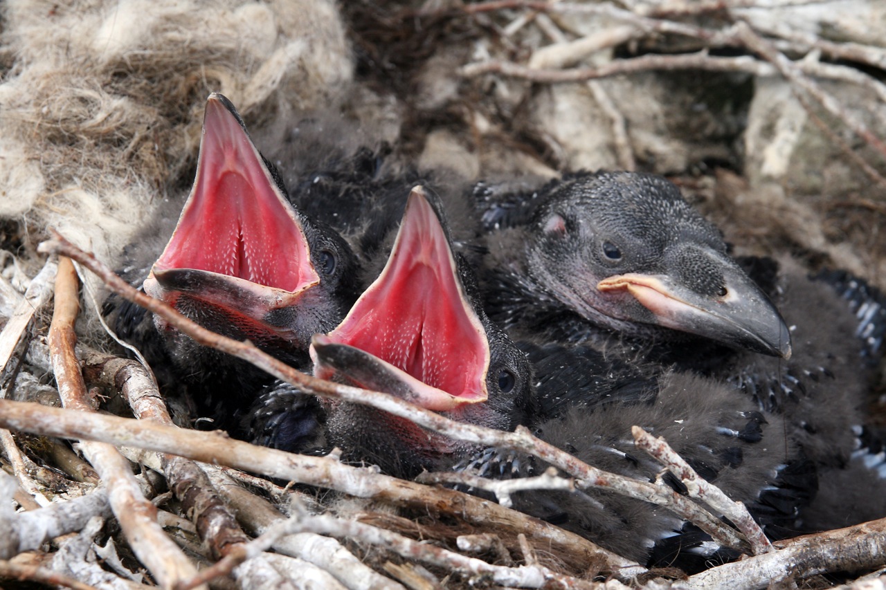 Ruffled Feathers: April 2012