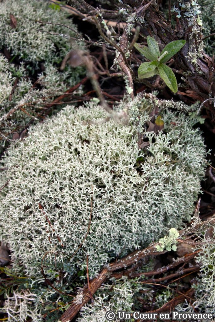 A Heart in Provence: Gathering Lichen