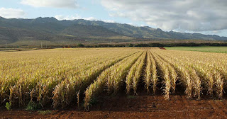 Honouliuli Ewa Traditional Cultural Properties: Ewa Farm Land ...