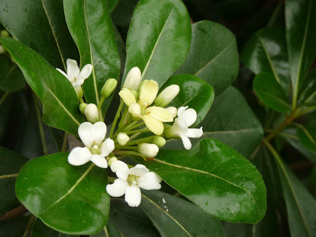 En el jardin: azahares y azareros