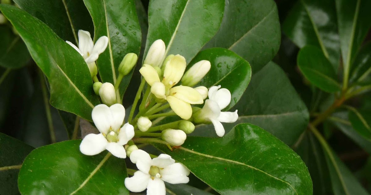 En el jardin: azahares y azareros