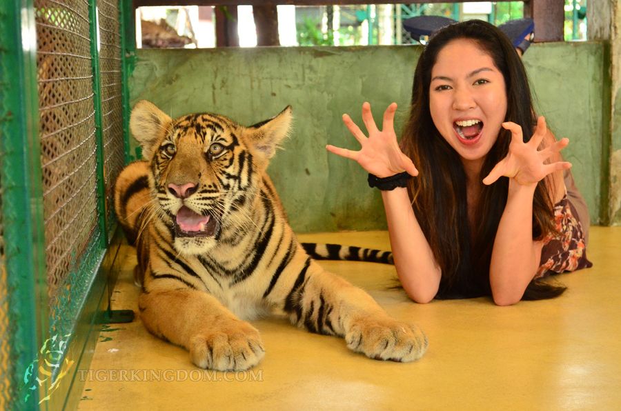 GEOGRAFI LINGKUNGAN: HARIMAU ; KUCING BESAR LORENG PENGUASA RIMBA BELANTARA