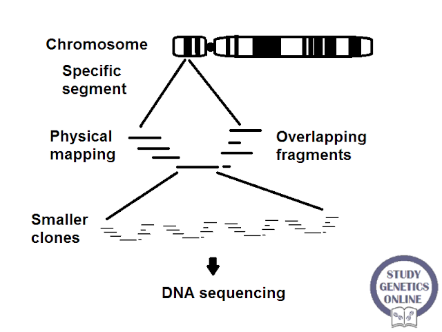 Study Genetics Online: Physical mapping