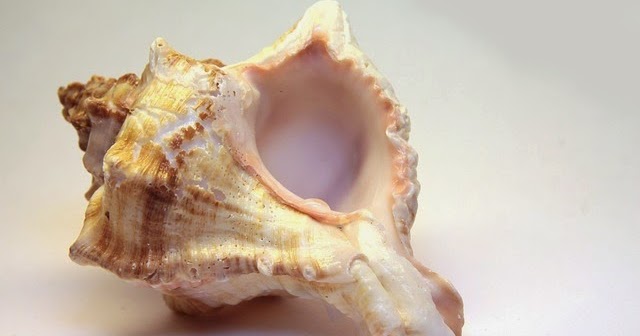 Importance of Dhaksinavruta Shankam and Namaskar Format to Please God