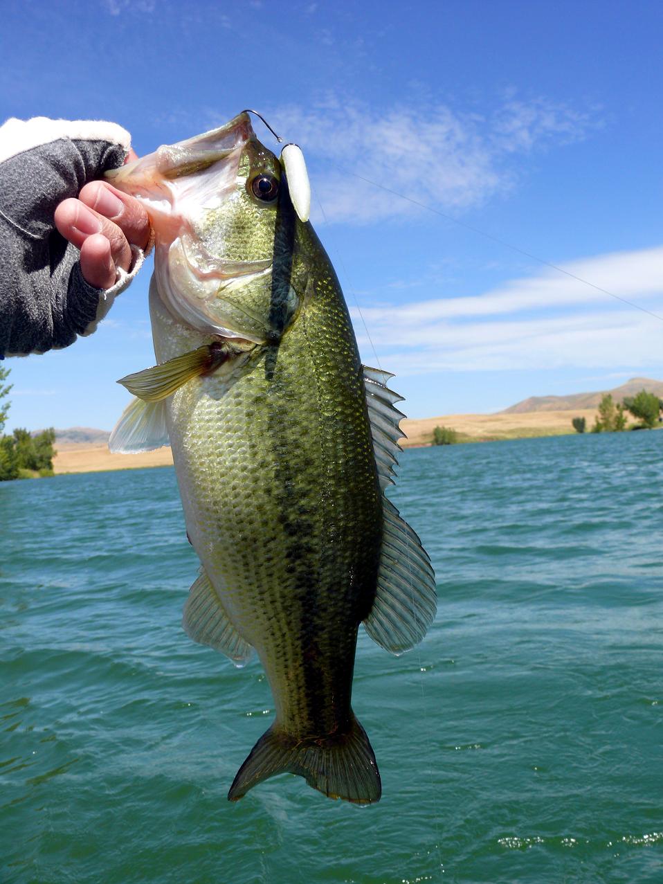 I Caught You a Delicious Bass: A Look Back on 2011