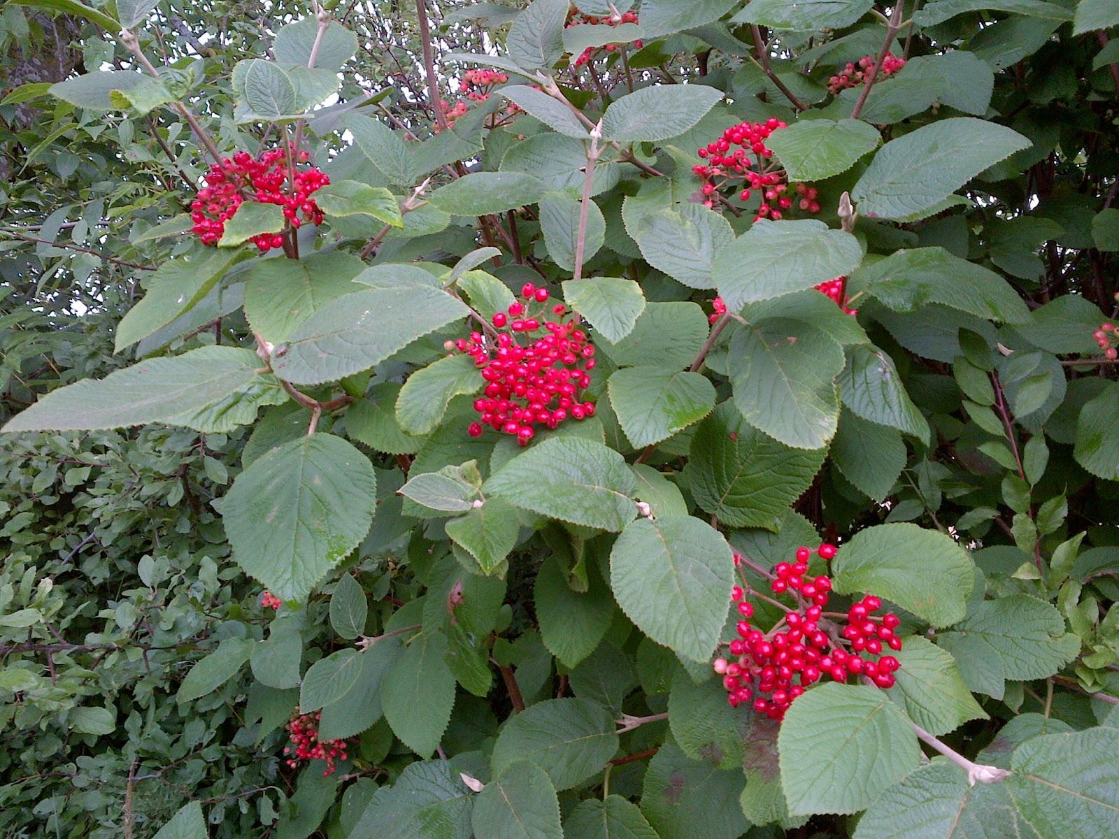 justthoughtsnstuff: August 2013