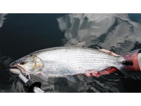 Amilton e Diego - Dicas De Pesca: Tabarana (Salminus hilarii)