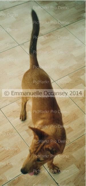 West African Dogs: Achimota, Accra, Ghana