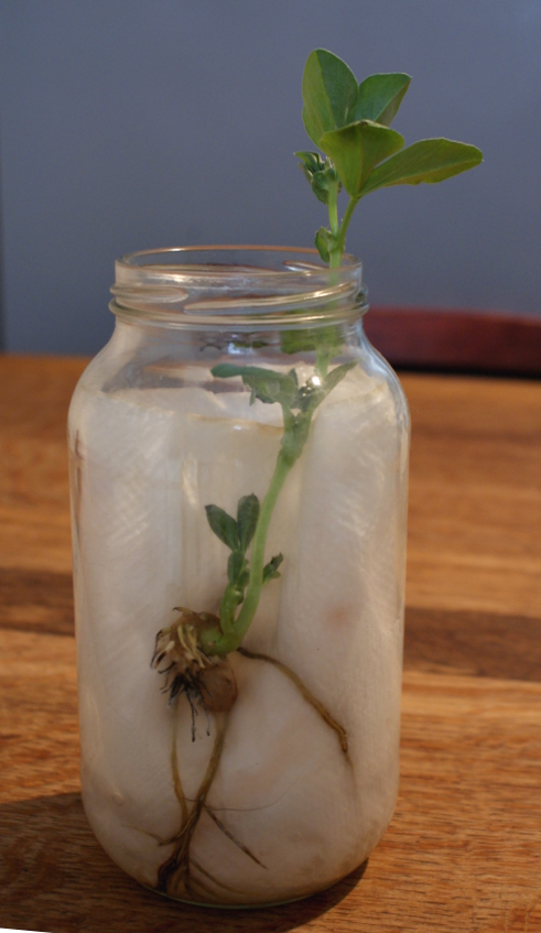 lightly enchanted: Bean Projects