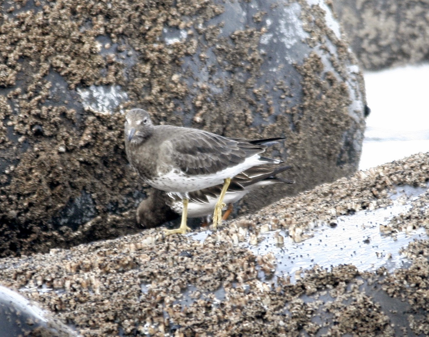 Out and About Oregon Birds: Waiting for some good weather