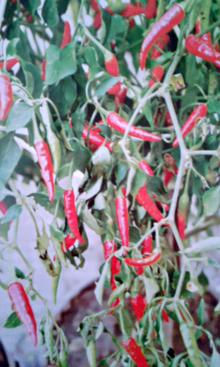 Mengenal Cabe Rawit Atau Cabe Kecil Dan Jenis-Jenis Cabe Rawit