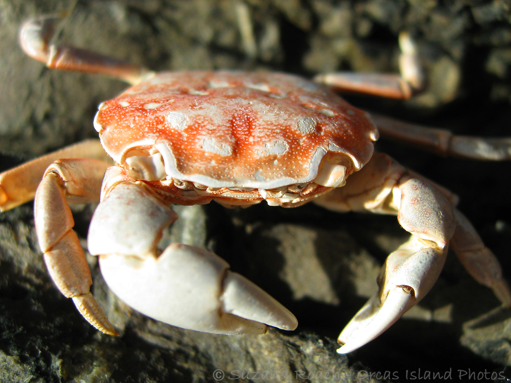 Crabs Wallpaper - Aquatic Sea Animals