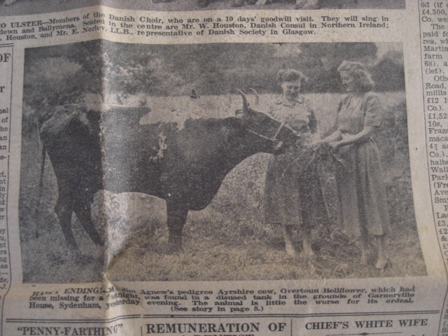 Great Grandad's missing cow makes page 5, sixty two years ago today ...