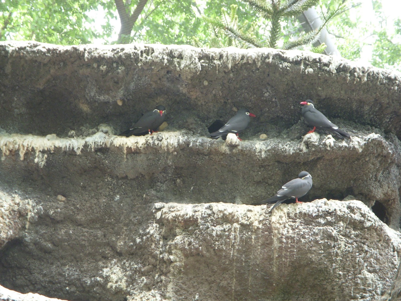 Raptormaniacs: Bronx Zoo Part III: Aquatic Birds and Birds of Prey