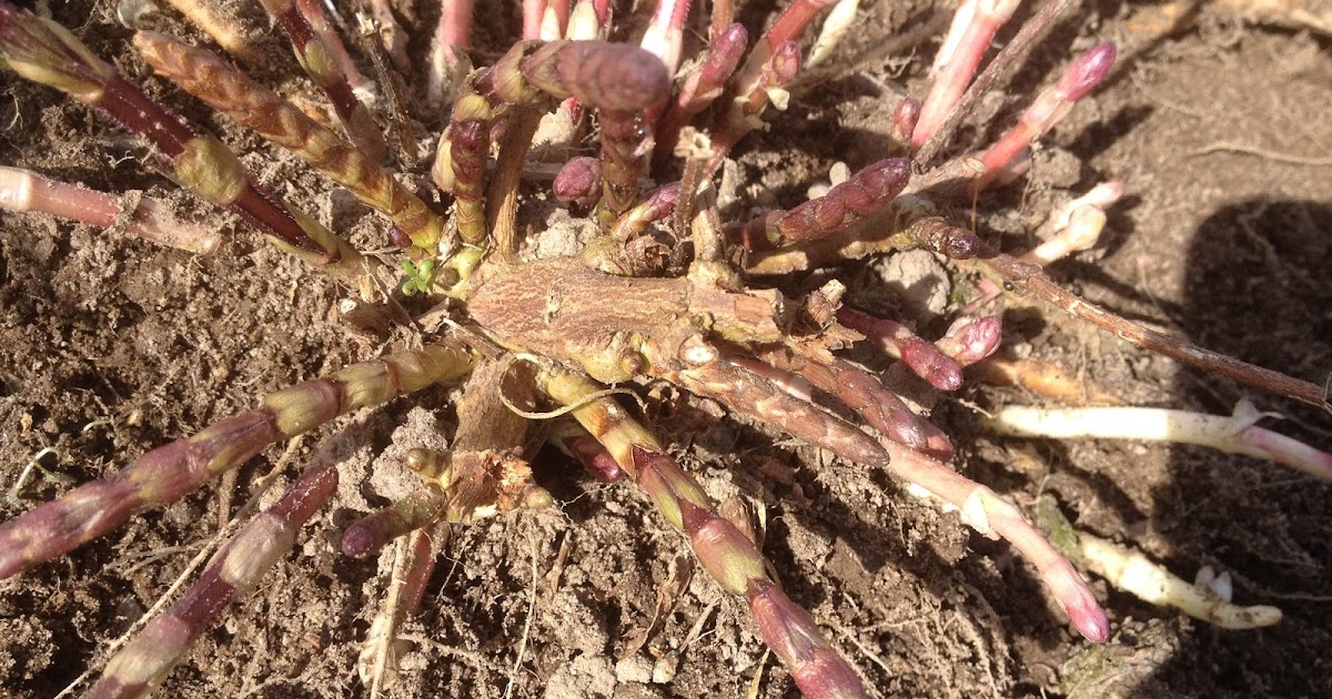 Humlebloggen : Reglera och gallra humleplantor